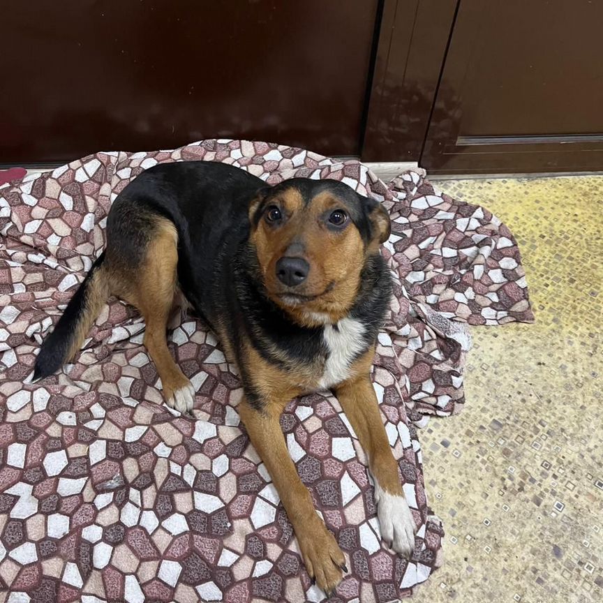 Альма собака в добрые руки