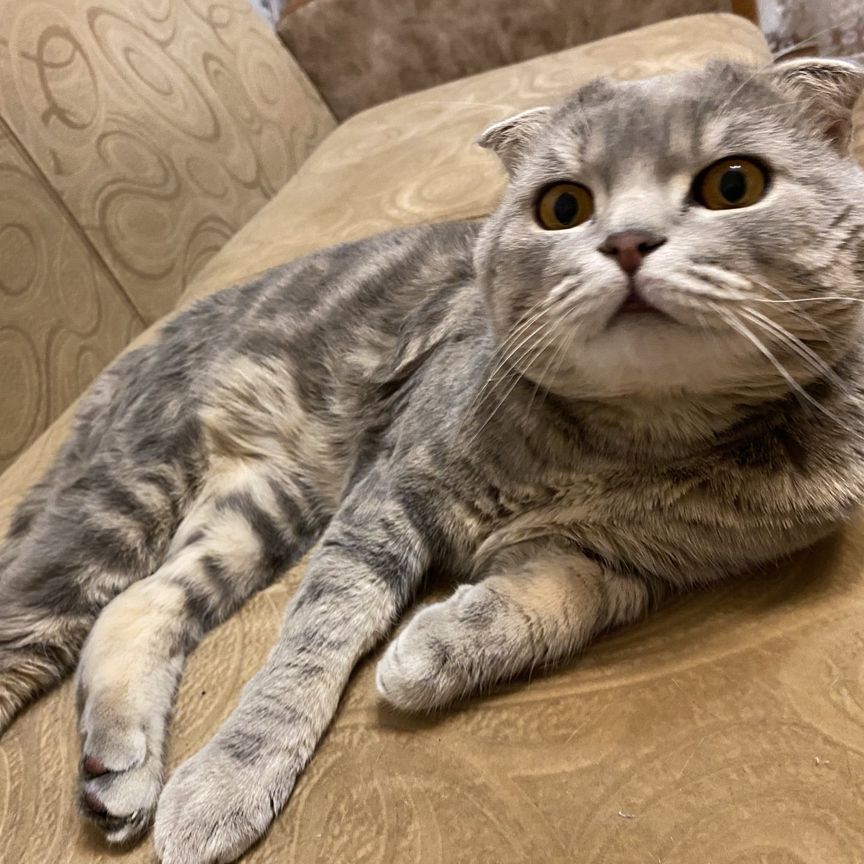 Шотландский вислоухий кот