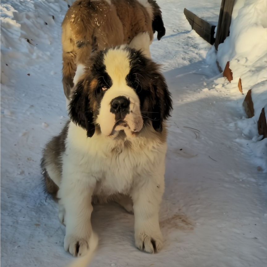 Сенбернар, щенок