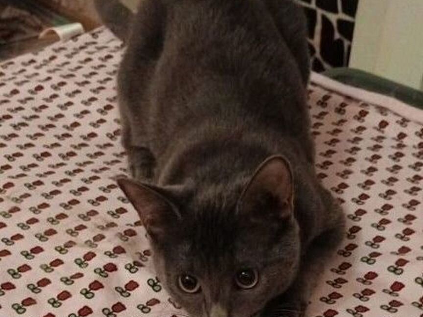 Ласковая Шейла, 5 месяцев ищет дом