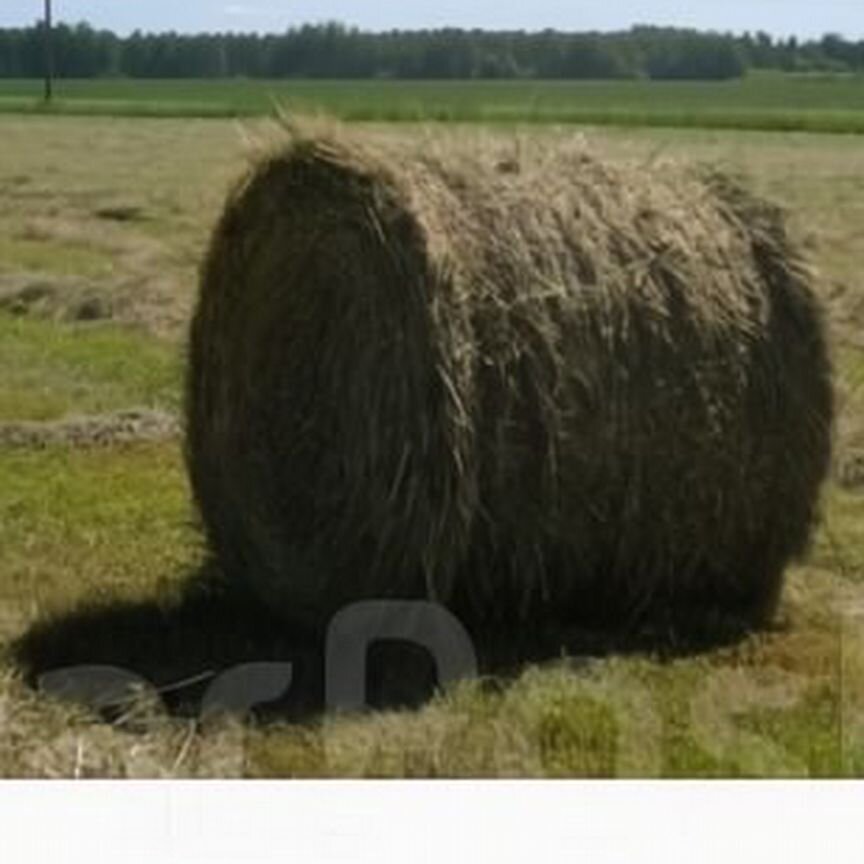 Сено в тюках