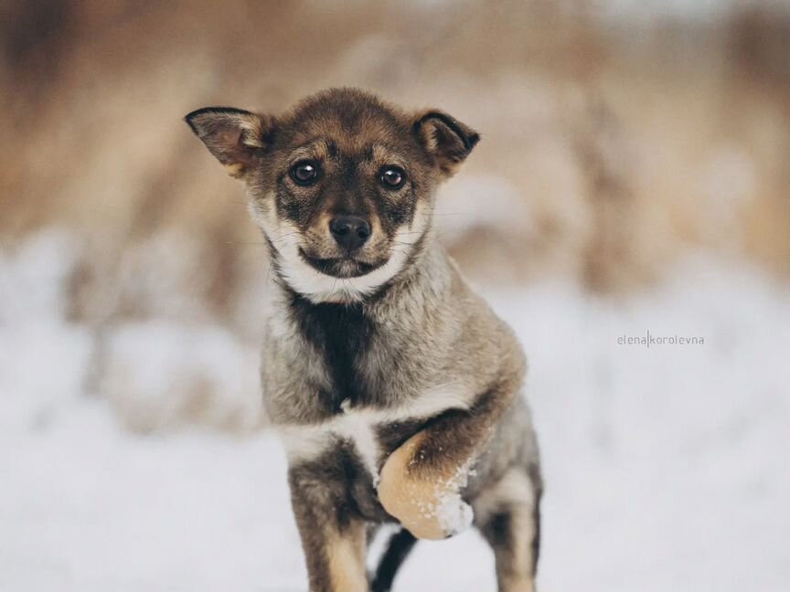 Мия ищет дом