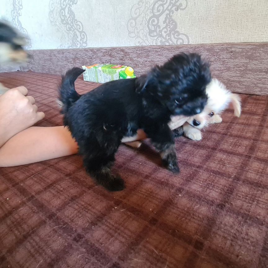 Щенки метисы в добрые руки