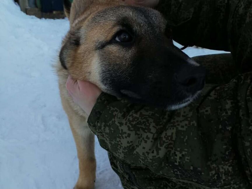 Собака в добрые руки отдам бесплатно