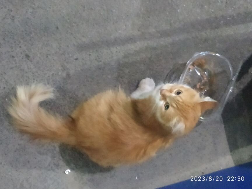 Рыжая красавица ищет дом