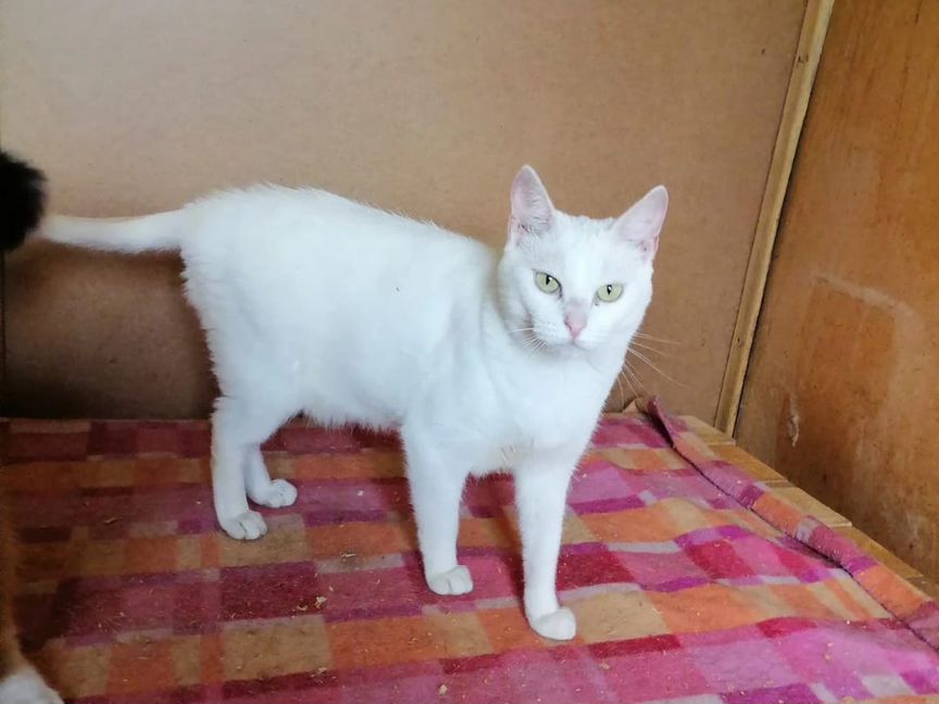 Кошечка Аврора в хорошую семью бесплатно