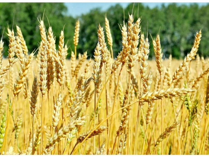 Зерно пшеница