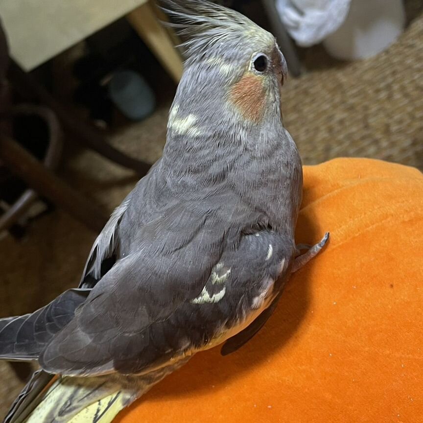 Попугай корелла