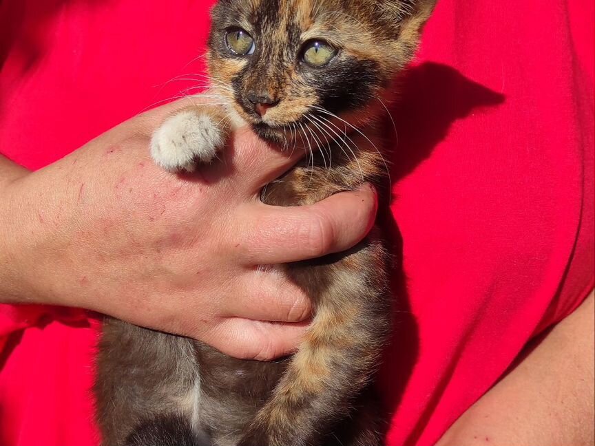 Котенок в добрые руки