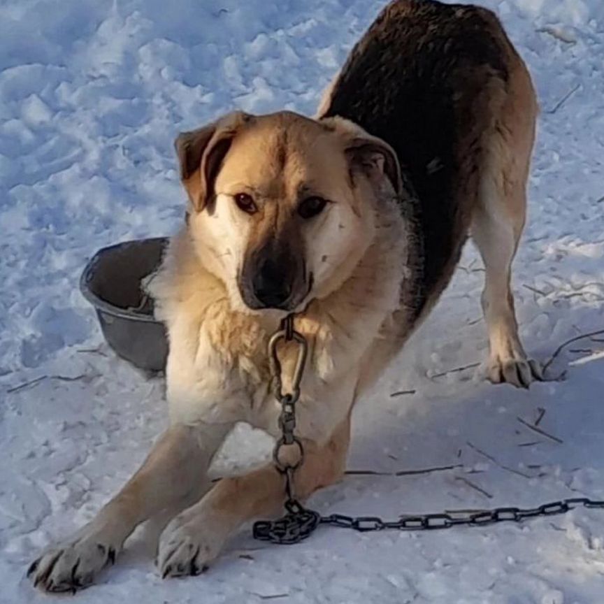 Взрослый пёс в добрые руки