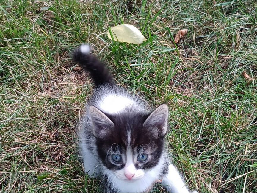 А вот и я Пушистик