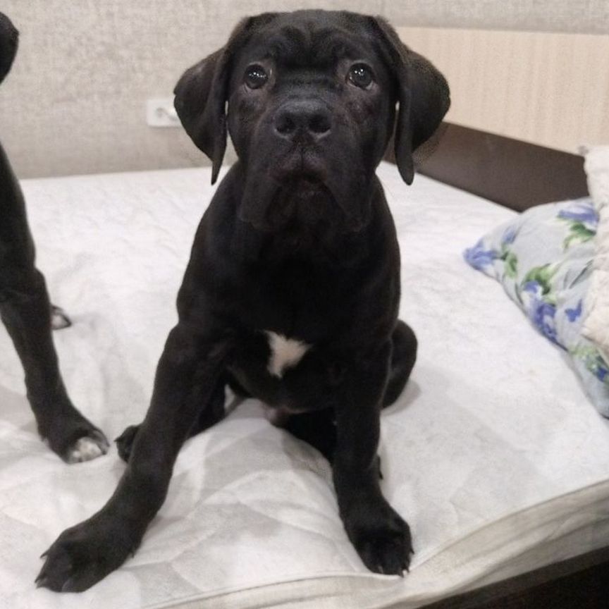 Кане-корсо, щенок