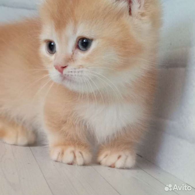 Манчкин, сладкий мальчик