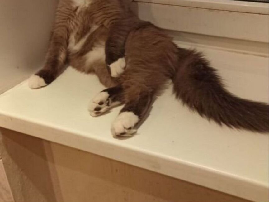 Тайский кот