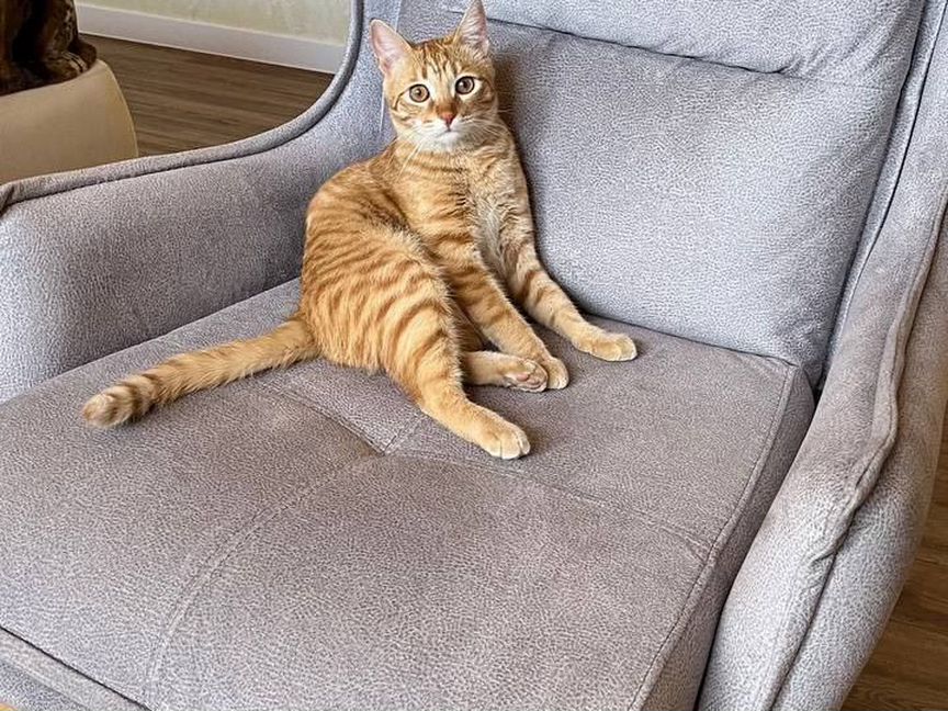 Домашние животные кот