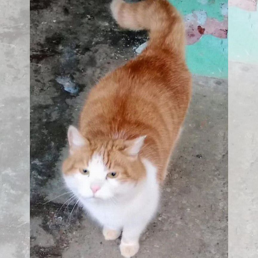 Взрослый кот в добрые руки