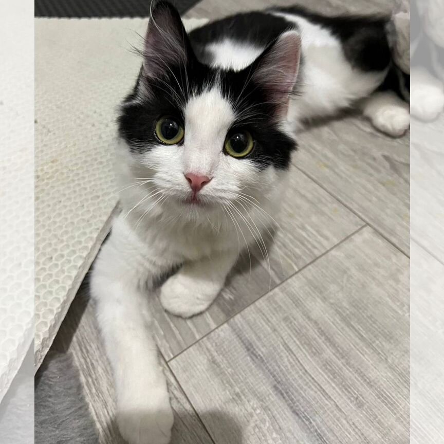 Котенок девочка 1 год