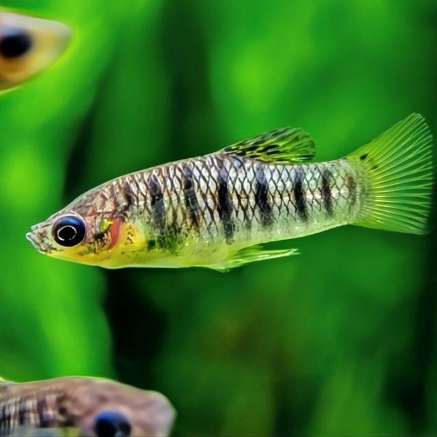 Аквариумные рыбки