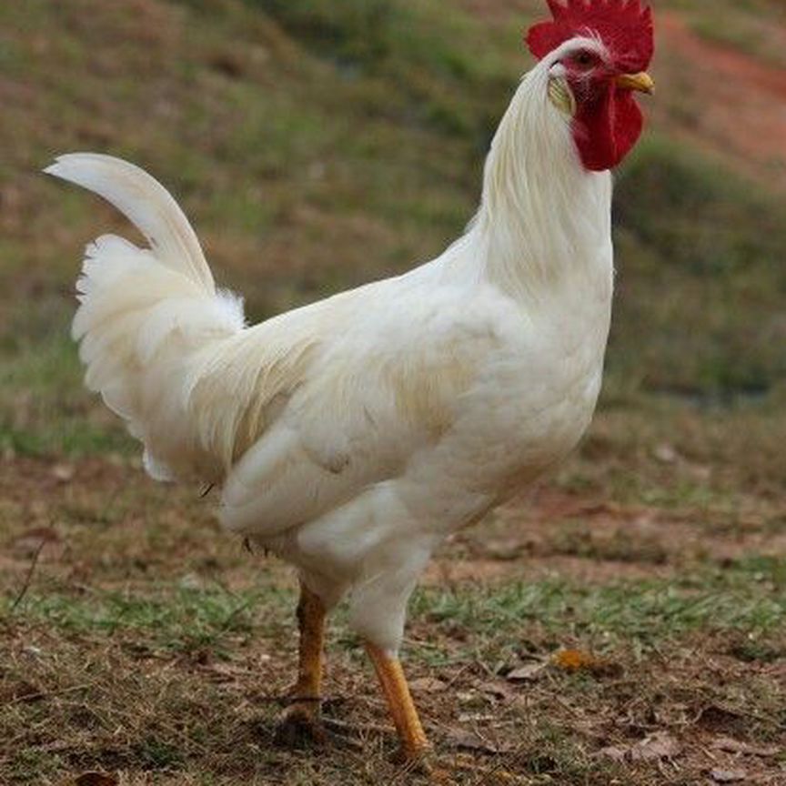 Продам петуха