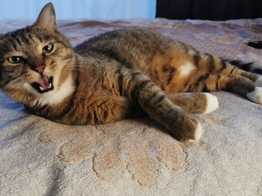 Кошка