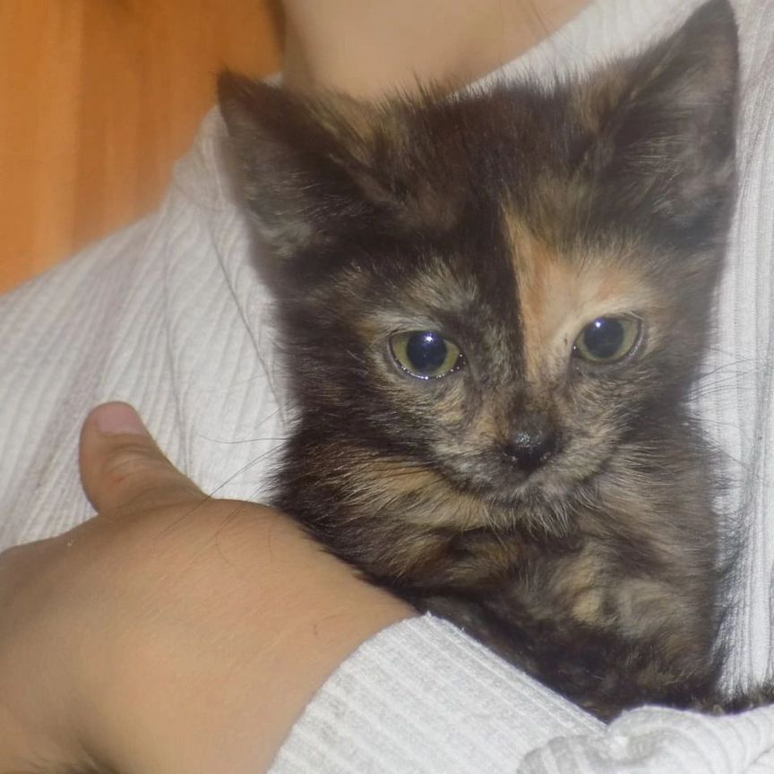 Котята ищут заботливый дом