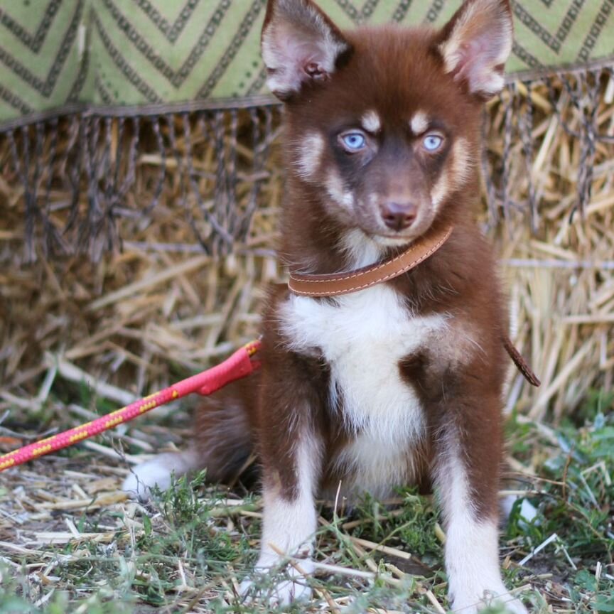 Помски девочка