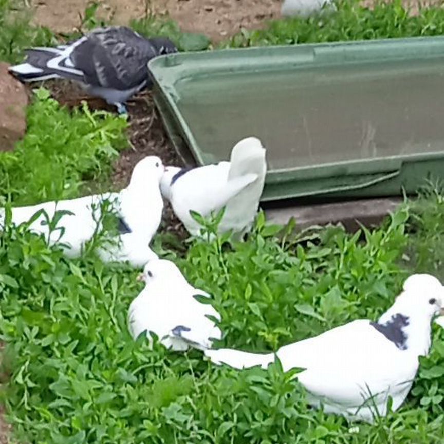 Продажа голубей