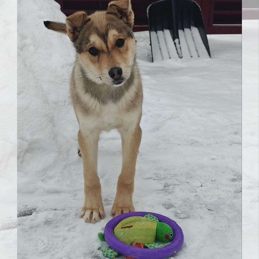 Щенок в добрые руки