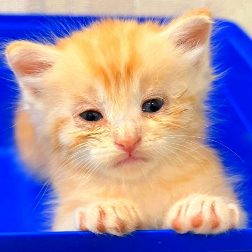 Чудесный маленький котёнок, мальчик, в дар