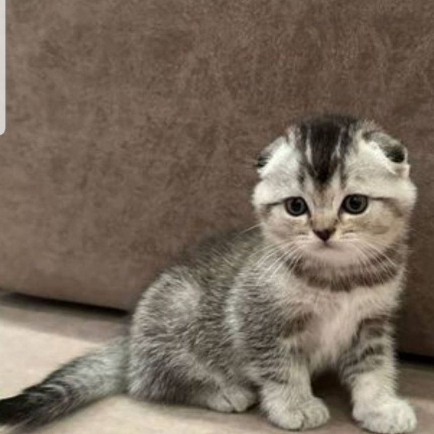 Шотландская вислоухая серебристая шиншилла