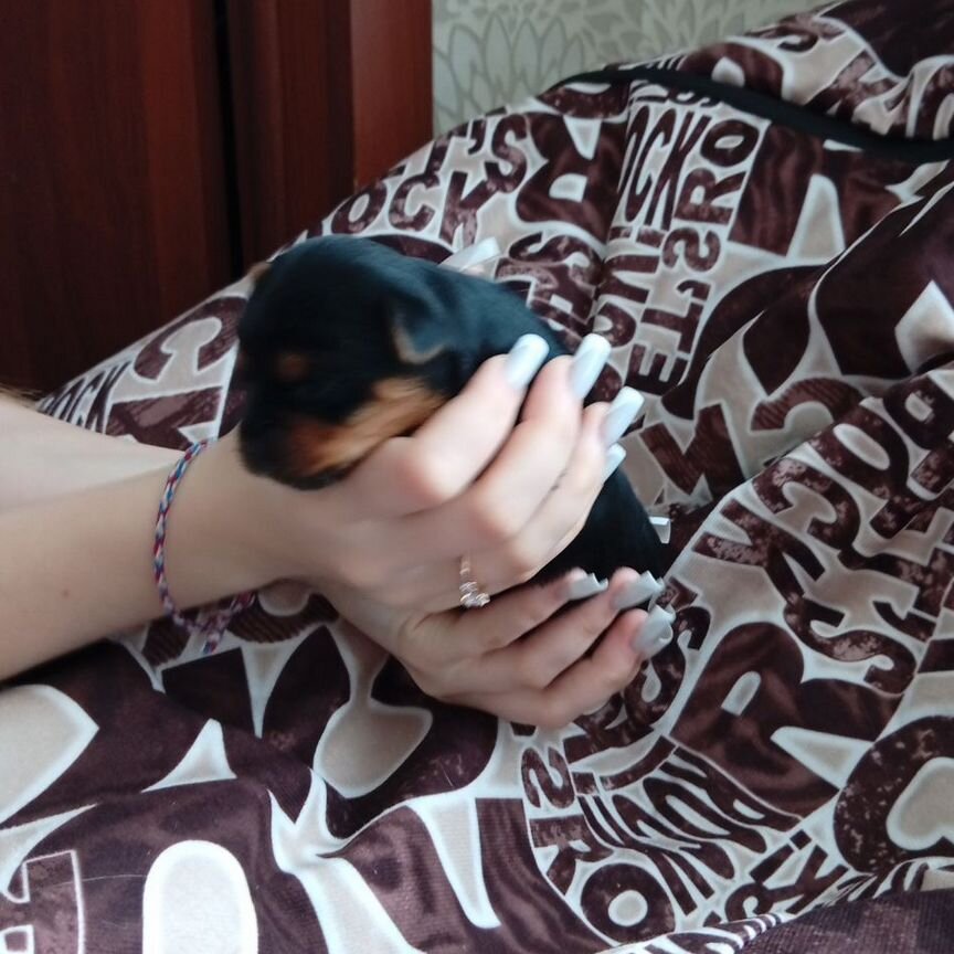 Йоркширский терьер, щенок