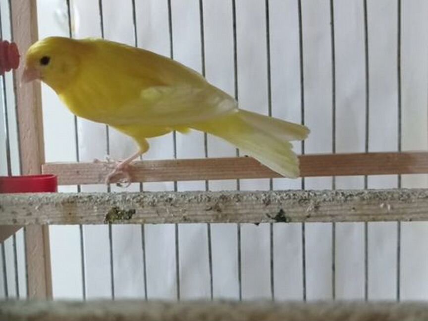 Кенари
