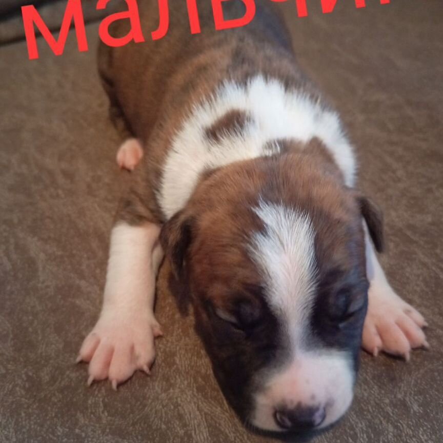 Американский стаффордширский терьер, щенок