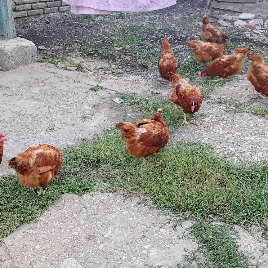 Куры несушки продам