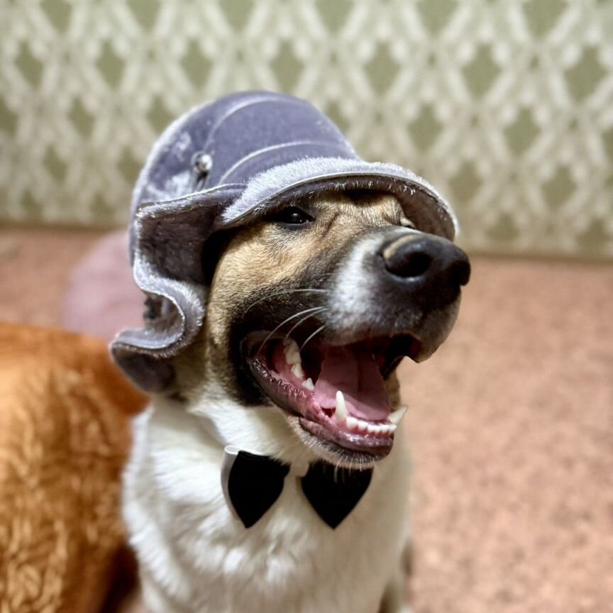 Песик Бим в добрые руки