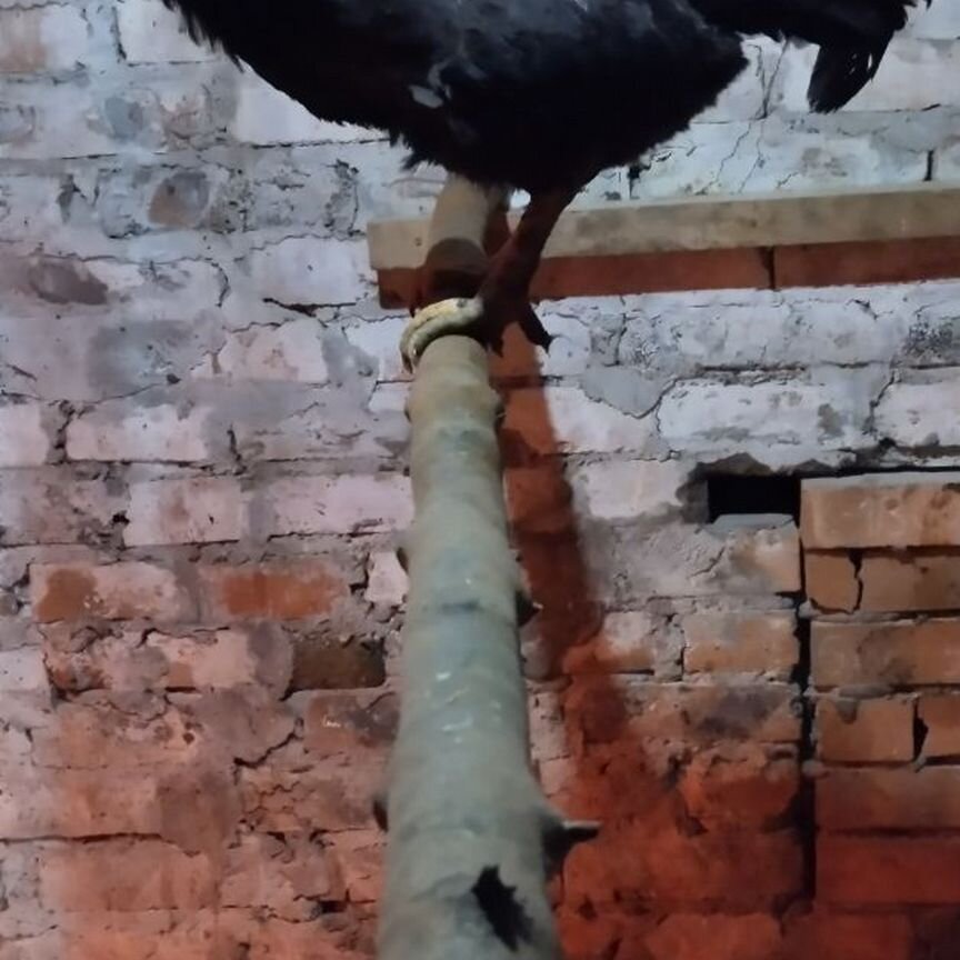 Петухи