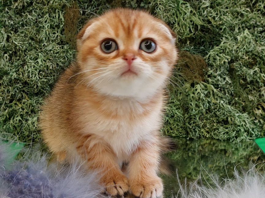 Шотландский вислоухий мальчик