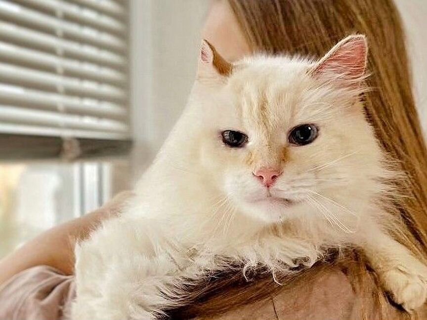 Кот в добрые руки