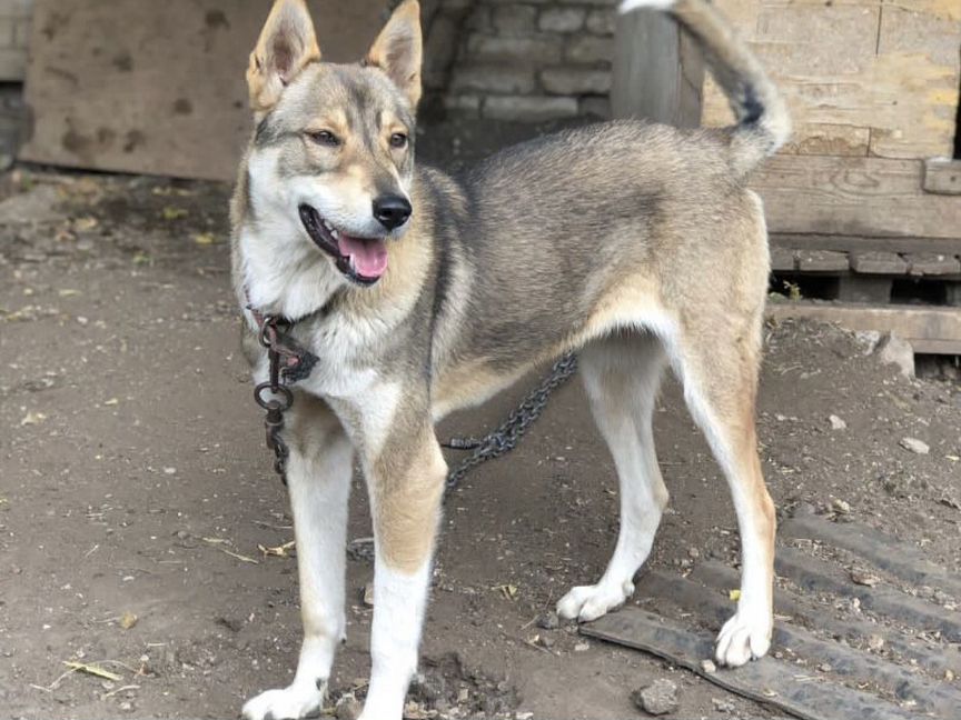 Собака Помесь лайки