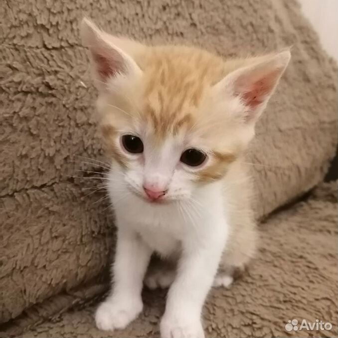 Котенок мальчик от кошки-мышеловки