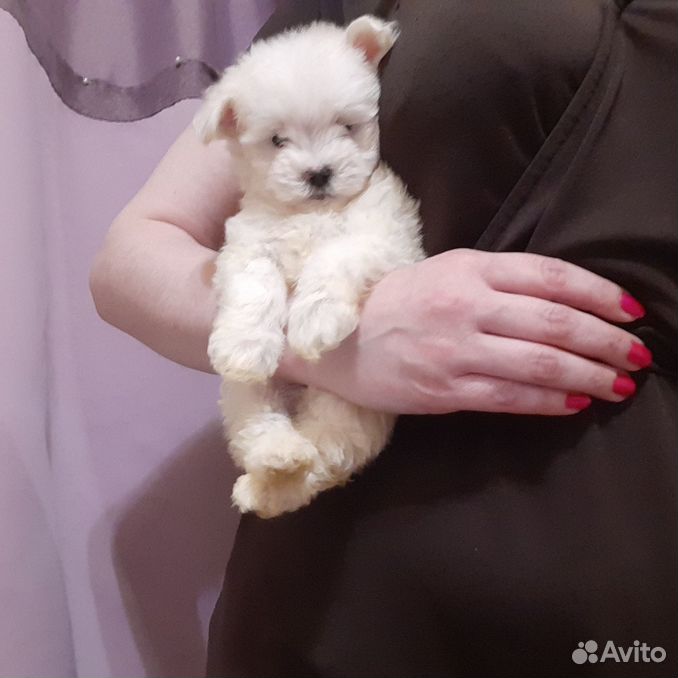 Мальтипу Ф1 f1 мини и микро москвичи