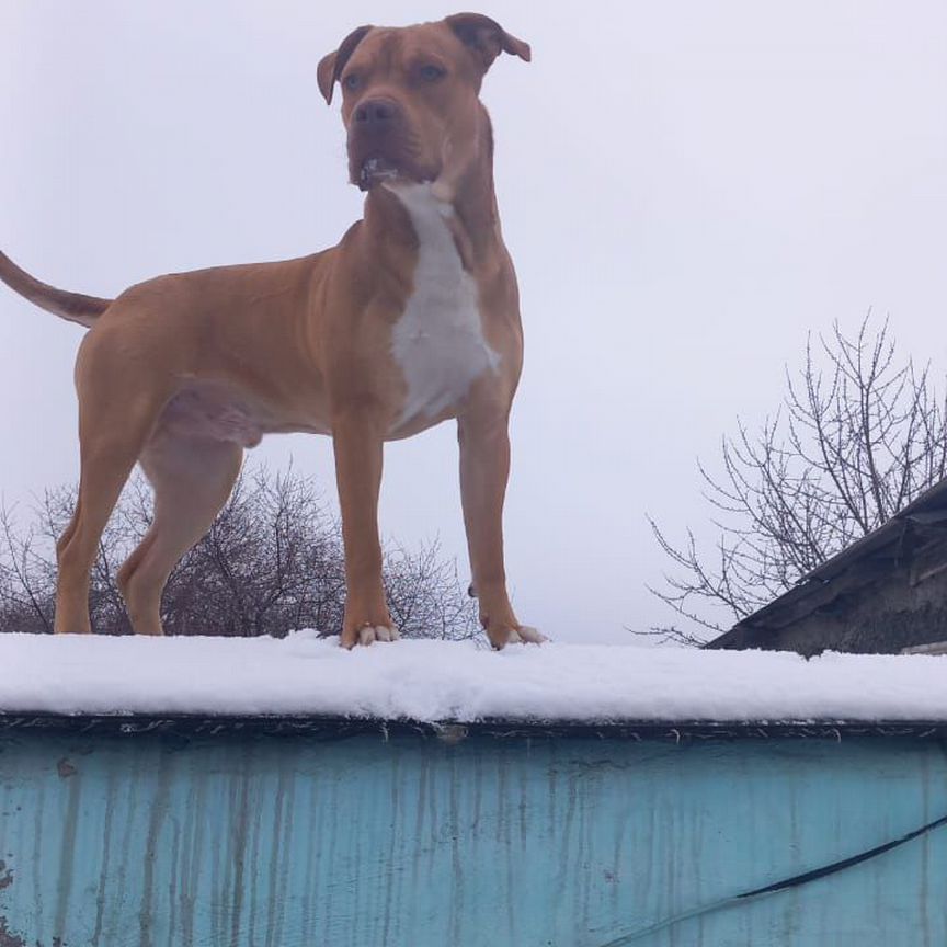 Ищем невесту