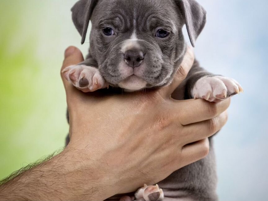 Американский Булли. Парень голубого окраса