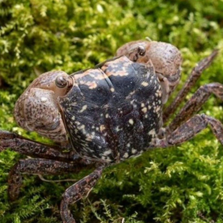 Краб батик - Metasesarma obesum