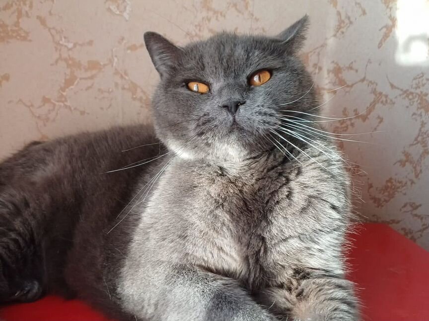 Британский кот в приюте в дар в добрые руки