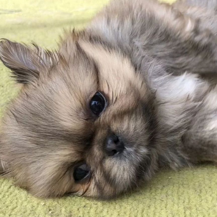 Пекинес, щенок