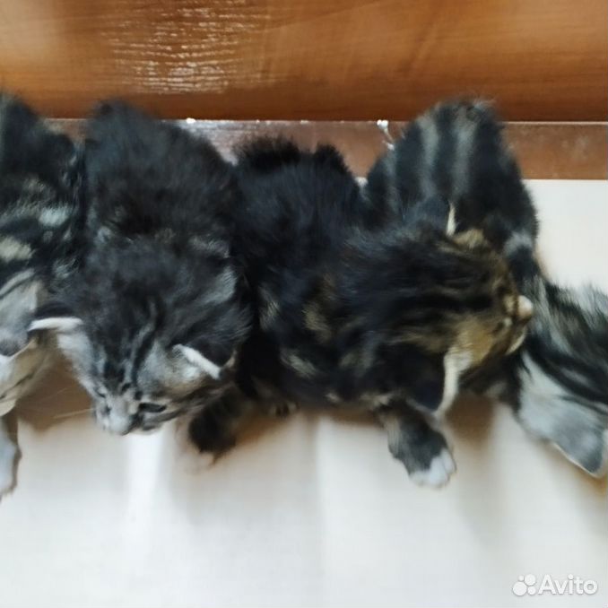 Курильский бобтейл котята
