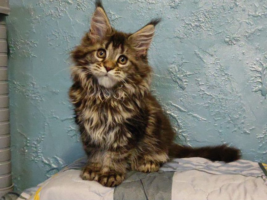 Мейнкун красотка полилапки