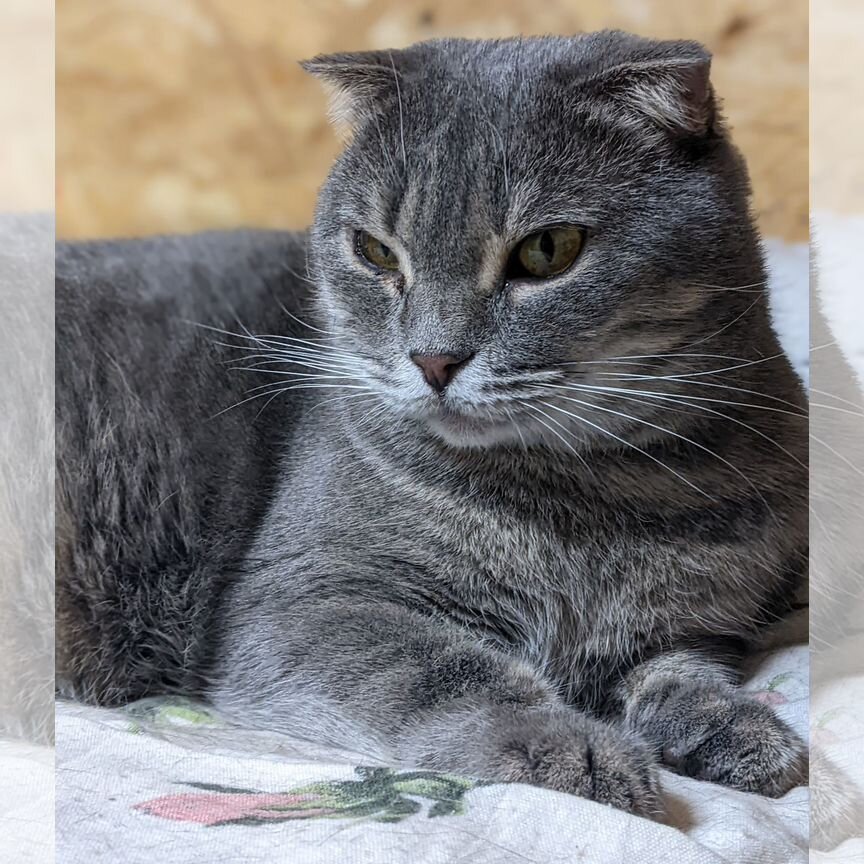 Кошка в хорошие руки