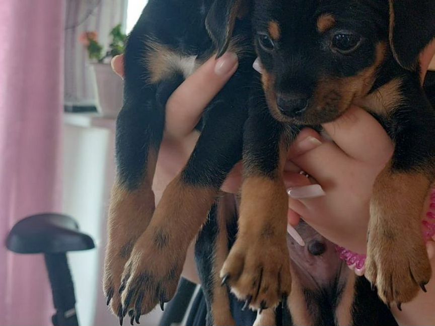 Той-терьеры